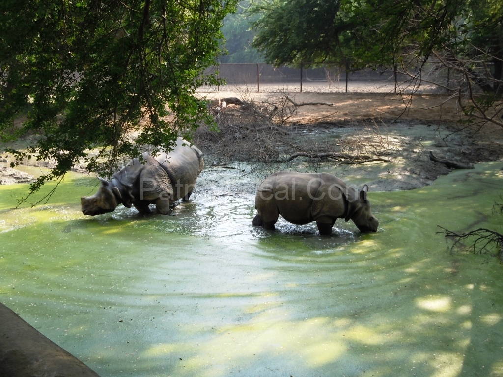 Sanjay Gandhi Biological Park|Patna Zoo : 'Lungs of Patna' - Patna Local